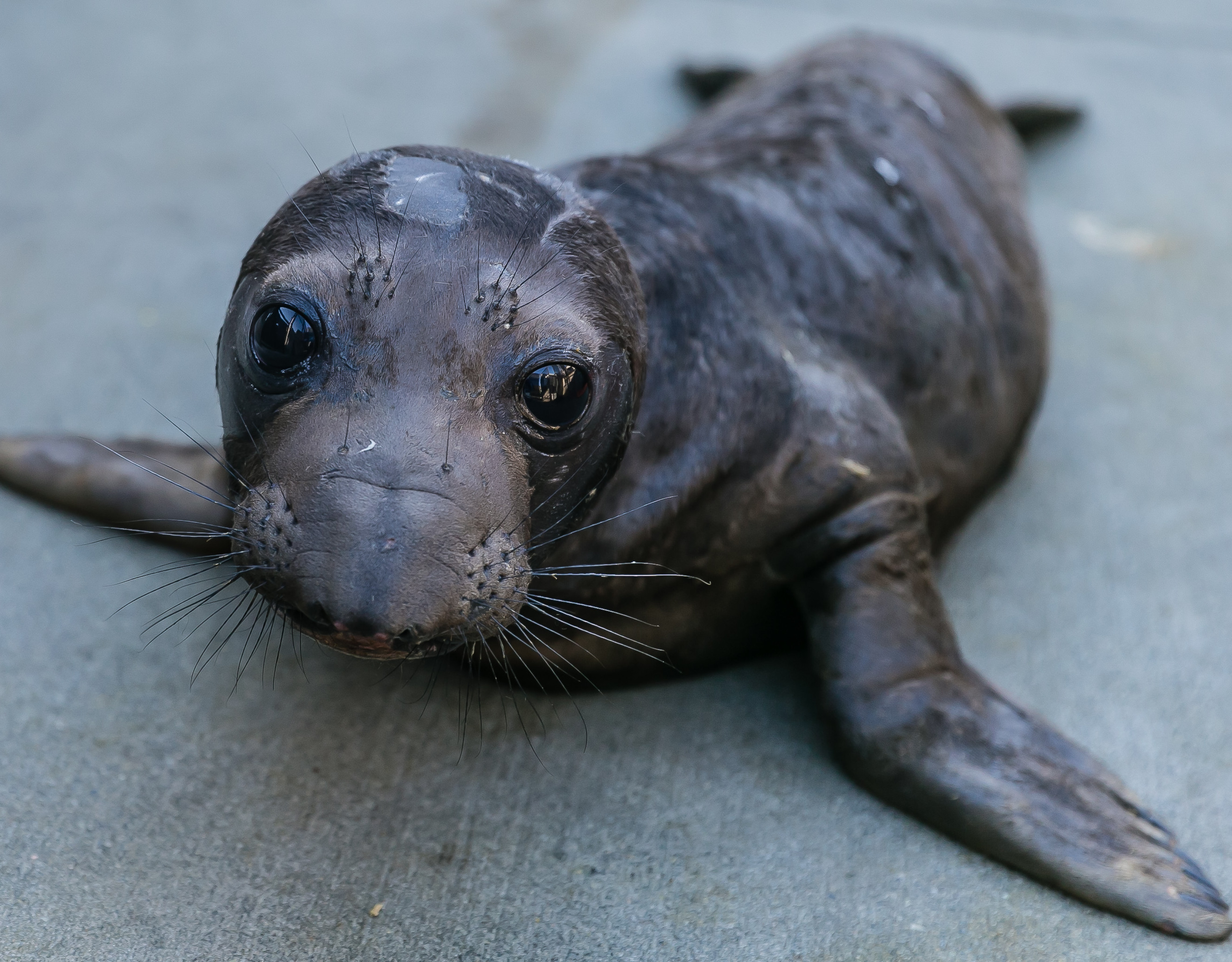 The Marine Mammal Center | Miwok