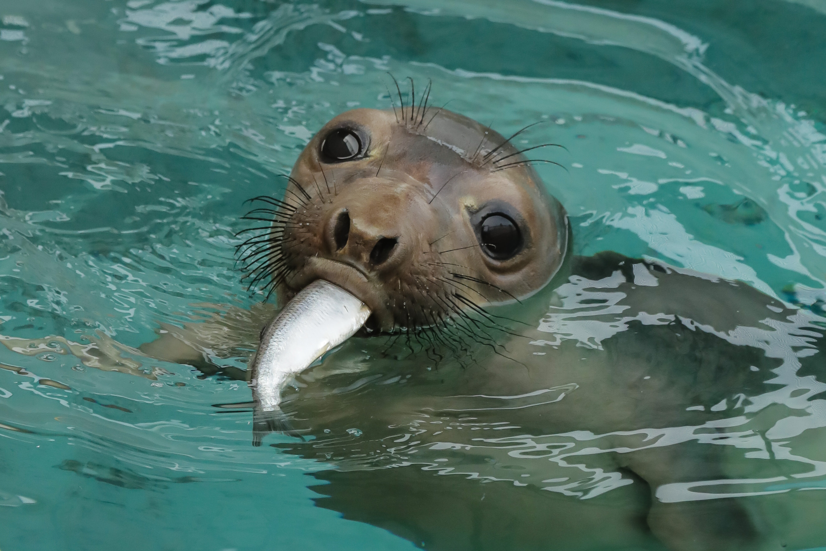 The Marine Mammal Center | Wild-Caught Seafood