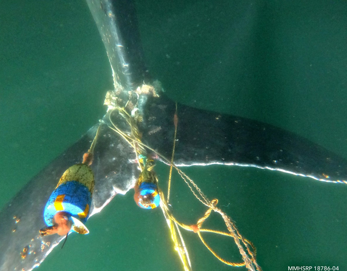 The Marine Mammal Center | Entanglement Response