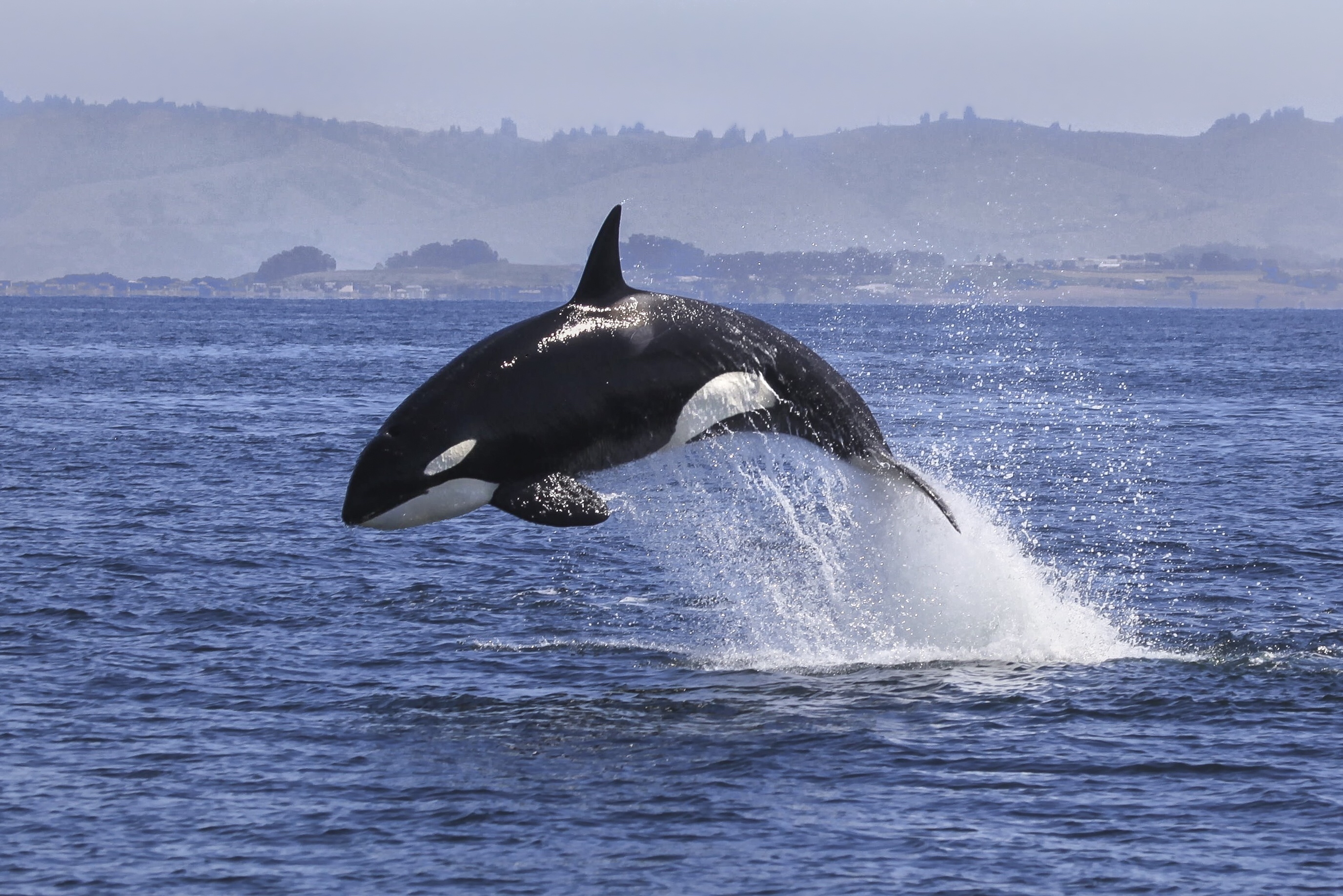 The Marine Mammal Center | Marine Mammal Protection Act