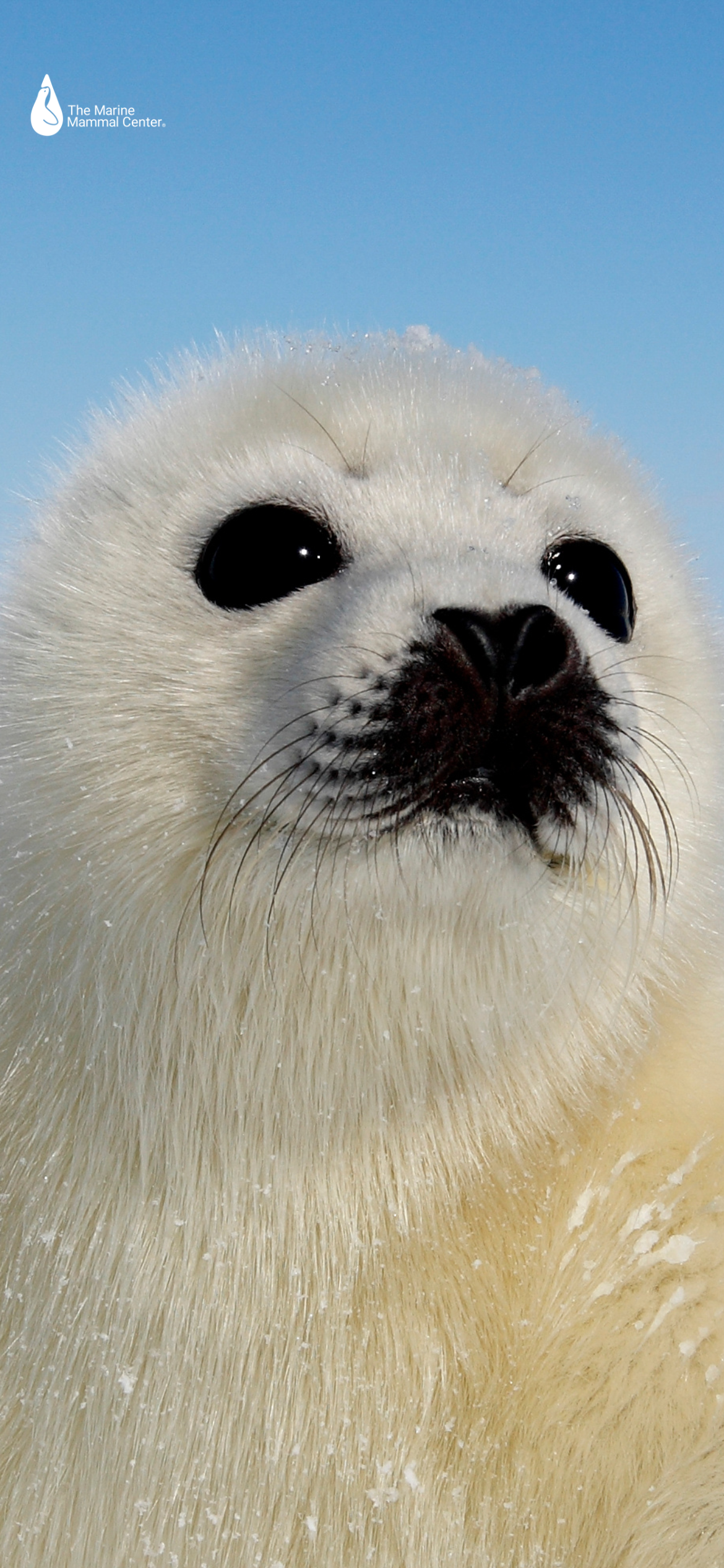 Cute Harp Seals Wallpaper Harp Seal Arctic Stock Photos Free