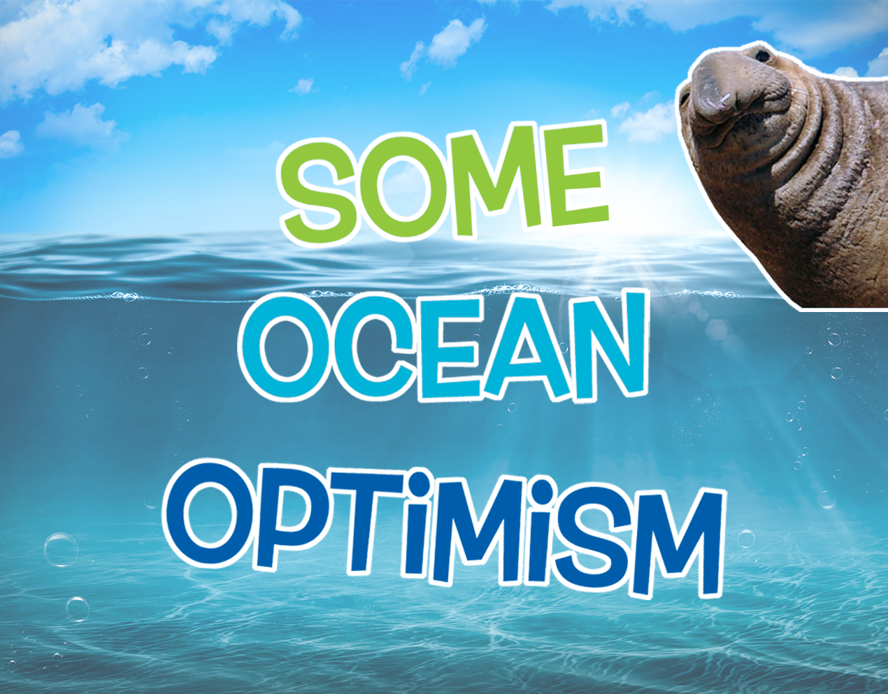 The Marine Mammal Center | Some Ocean Optimism Ep. 3: Elephant Seals