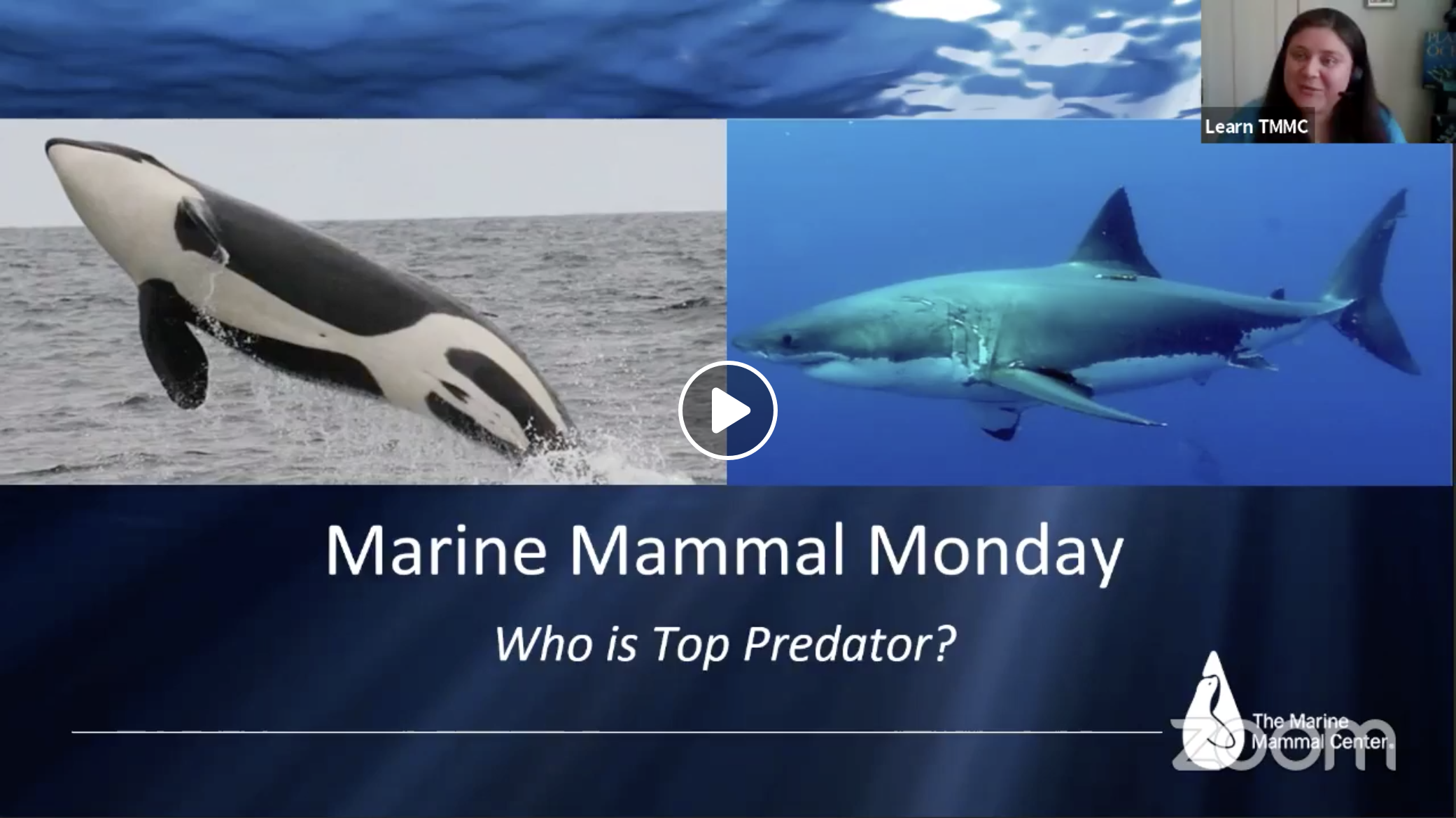 The Marine Mammal Center | Marine Mammal Monday: Top Predators