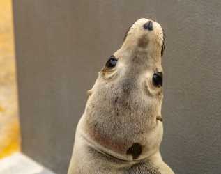 Weasel | The Marine Mammal Center