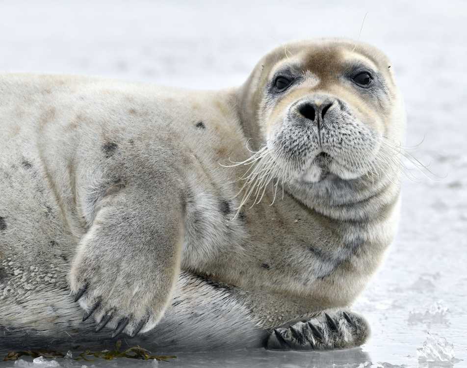 Comparative Muscle Physiology of Ringed, Bearded, and Spotted Seals ...
