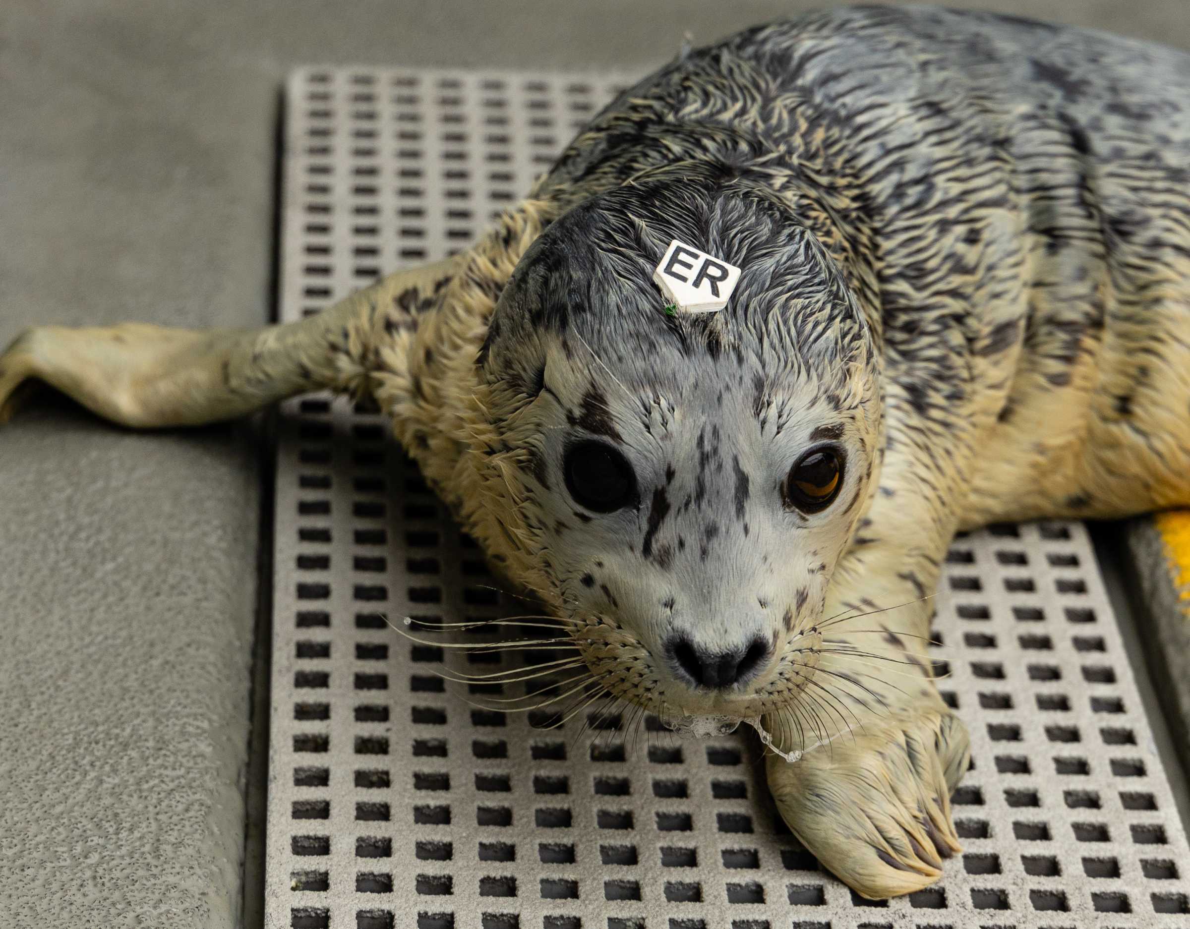 Boogsy | The Marine Mammal Center