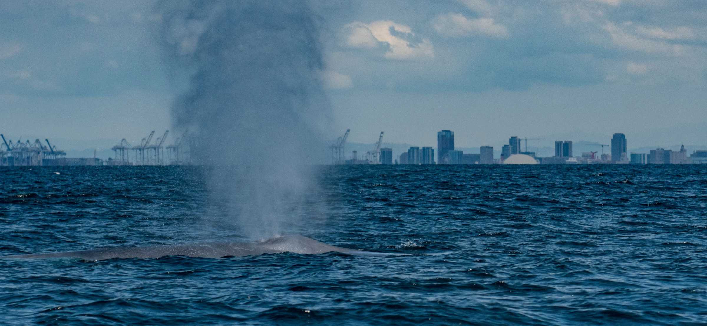 Blue Whale | The Marine Mammal Center