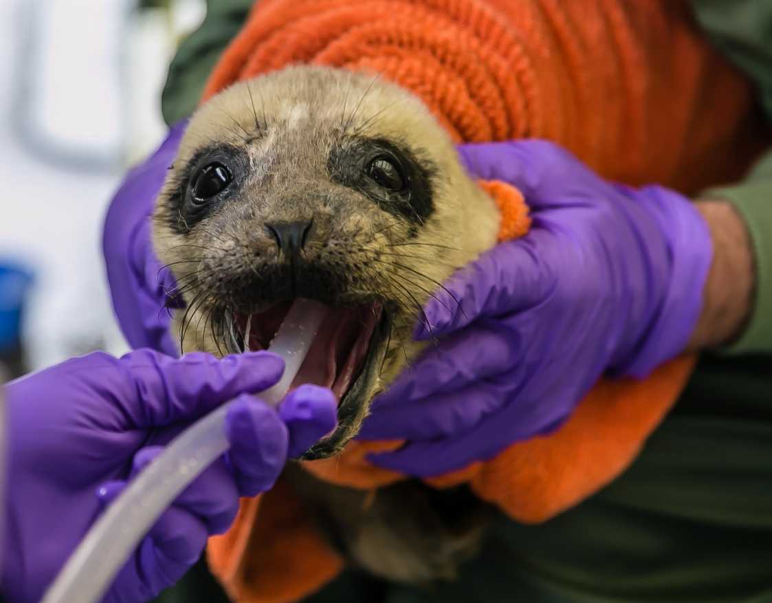 Pupping Season Spotlight: Caring for an Orphaned Harbor Seal Pup | The ...