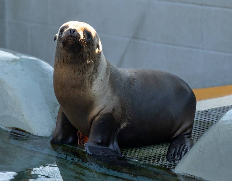 Parkie | The Marine Mammal Center