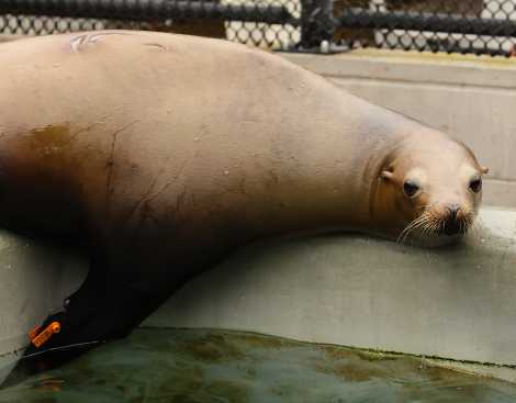 The Marine Mammal Center | Emerging Viruses in Marine Mammals