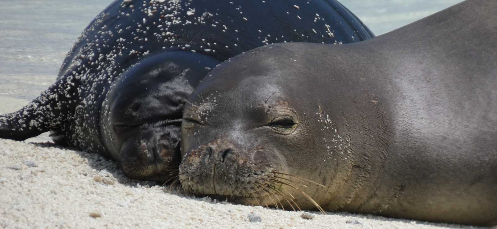 Milestone Moment: Released Hawaiian Monk Seal Patients Spotted With ...
