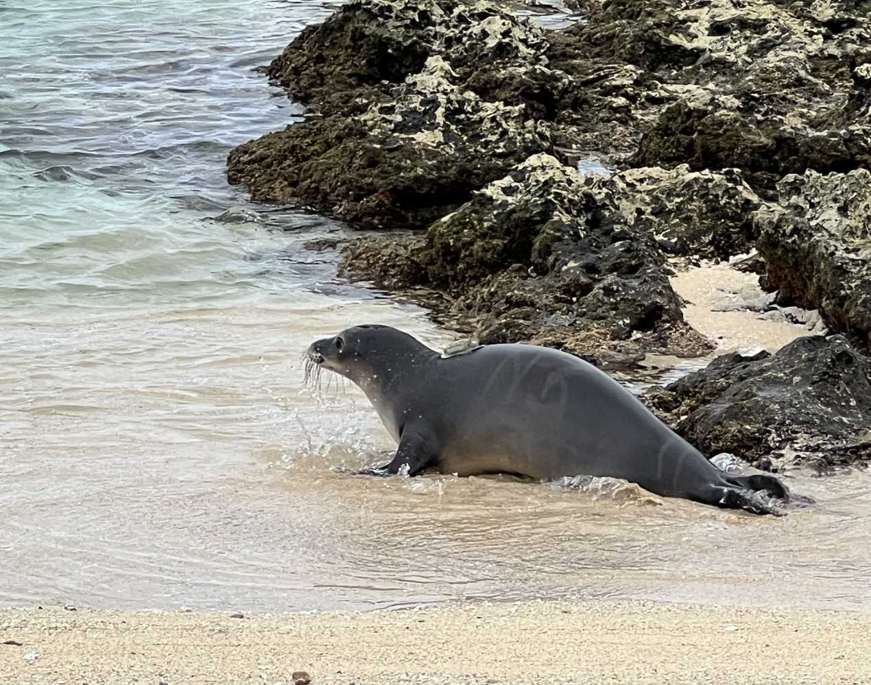 Endangered Hawaiian Monk Seal Released Back to Oʻahu After Receiving ...