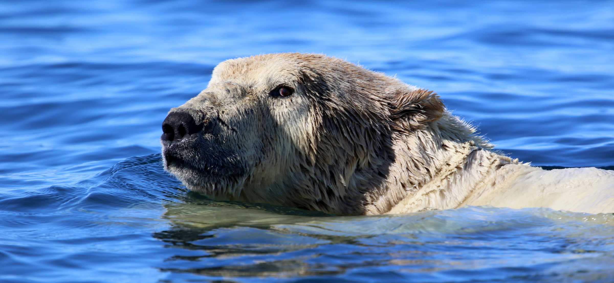 Polar Bears | The Marine Mammal Center