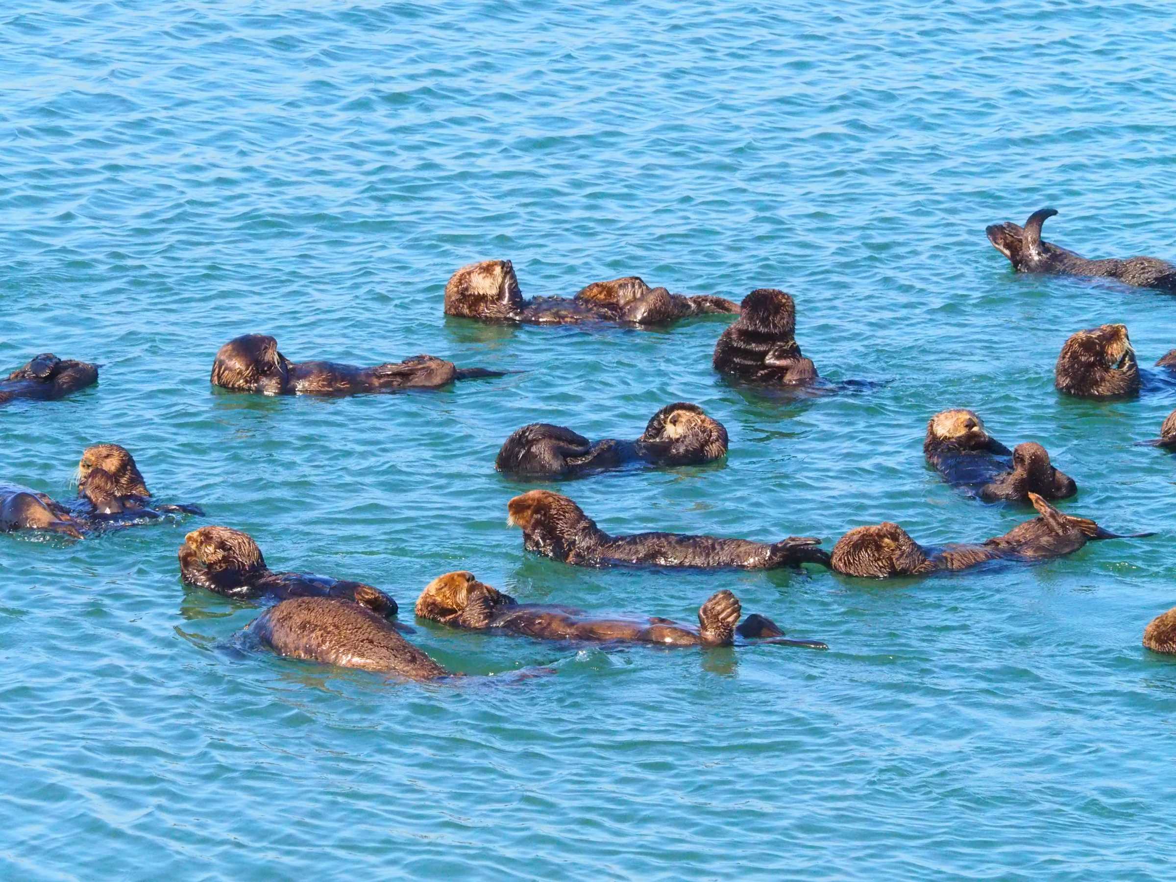 Marine Mammal Monday: Sea Otter Spectacular | The Marine Mammal Center