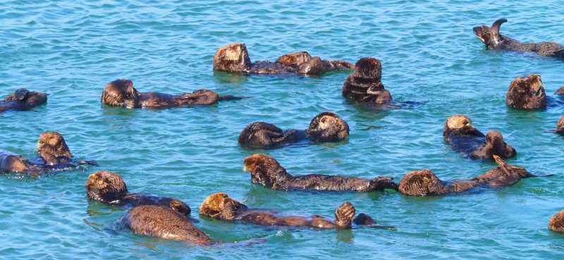 Sea Otters | The Marine Mammal Center