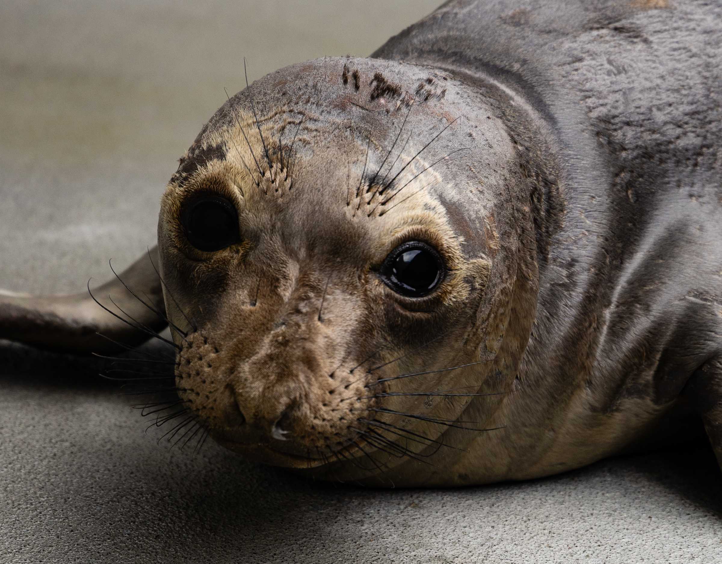 Thomasina | The Marine Mammal Center