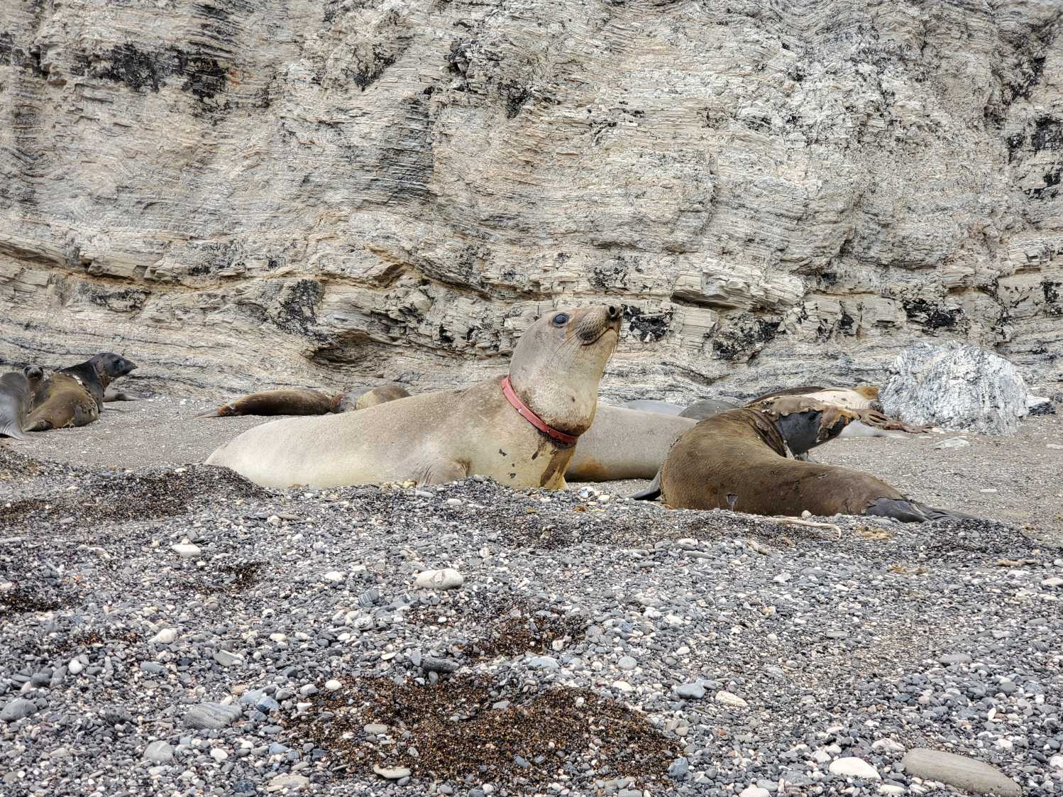 Life-Saving Disentanglement Frees Northern Elephant Seal Liddie from ...