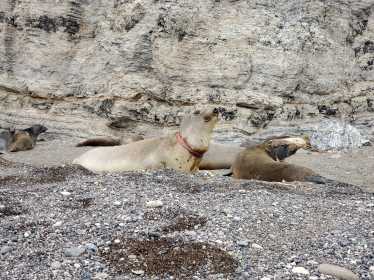 Studying Elephant Seals of the Central California Coast | The Marine ...