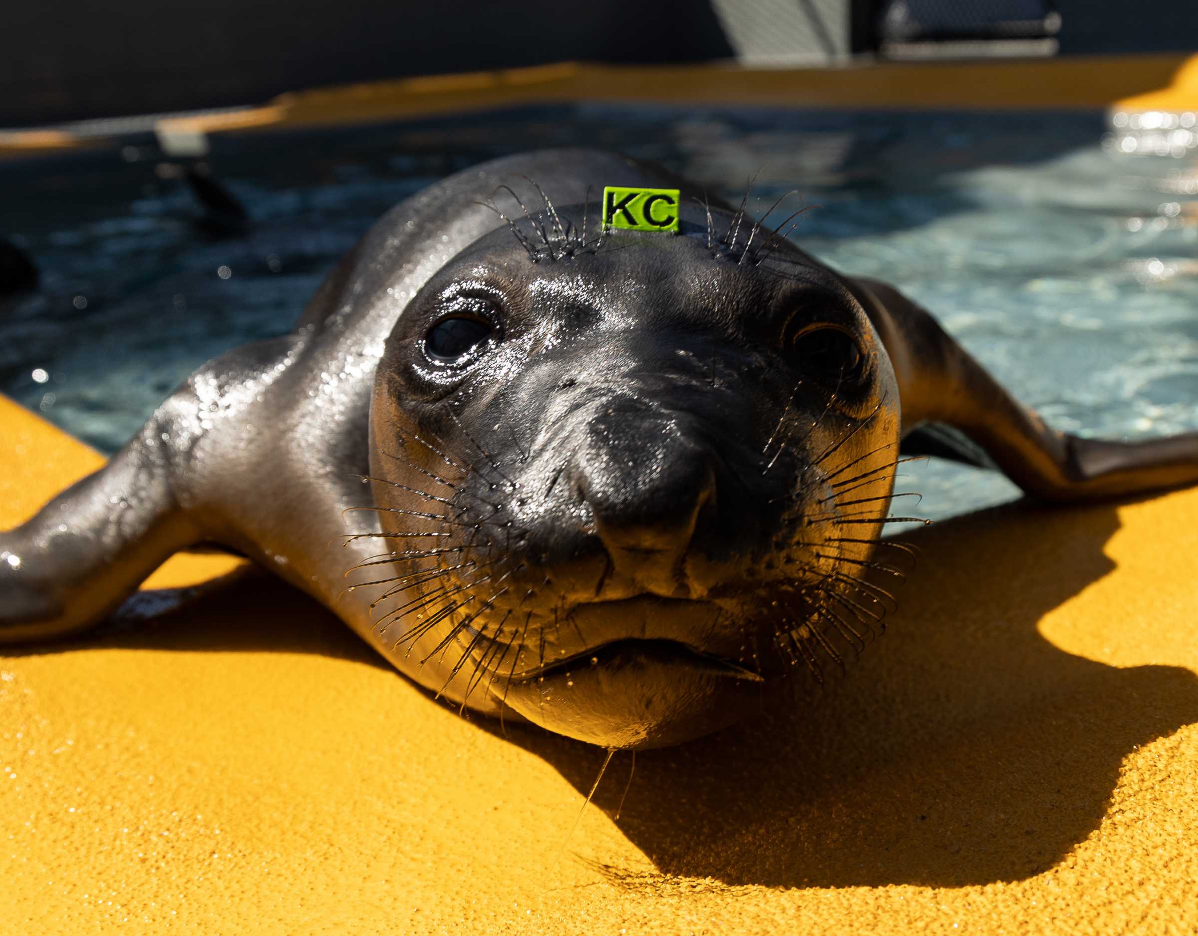 Kisby (restrand) | The Marine Mammal Center