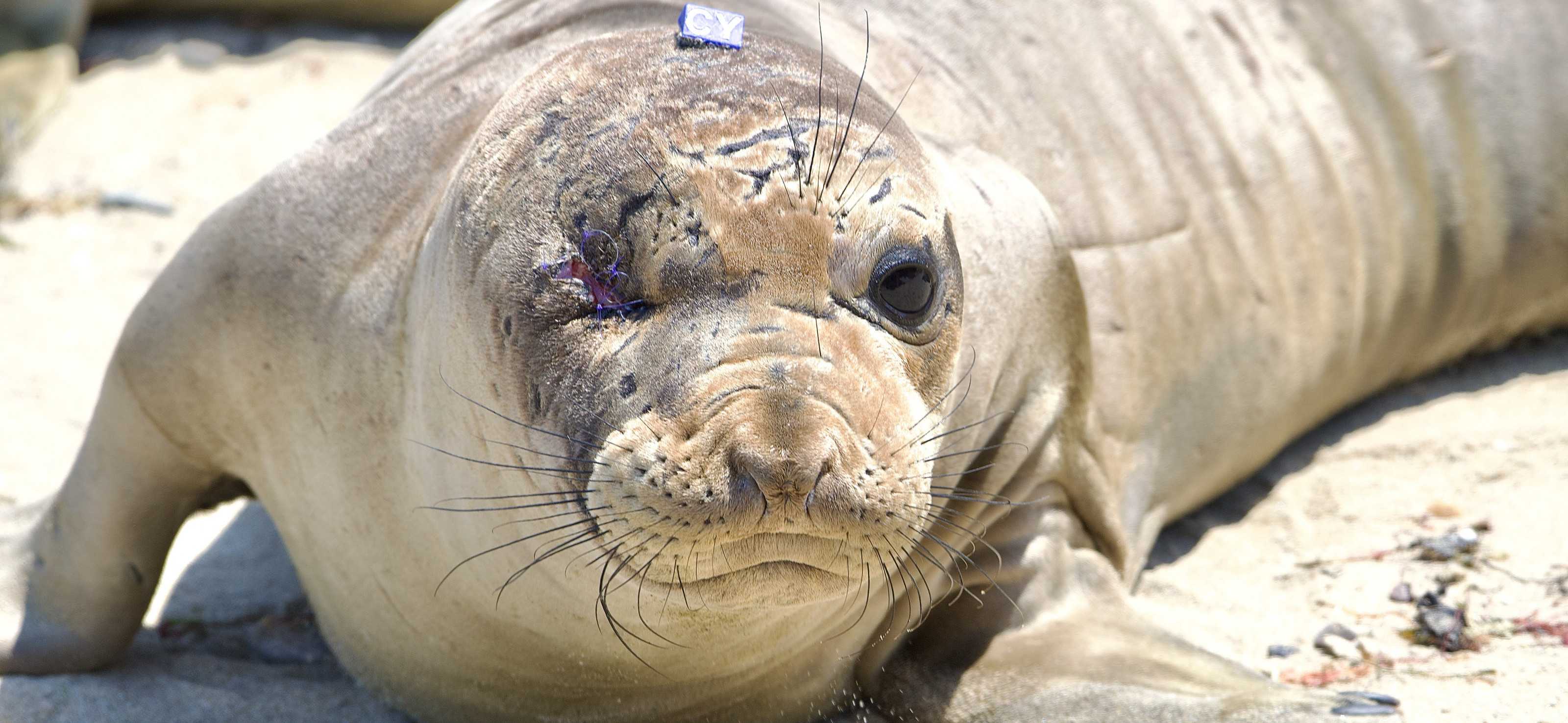 Adaptations of the Deep: Seal Whiskers and Eyes | The Marine Mammal Center