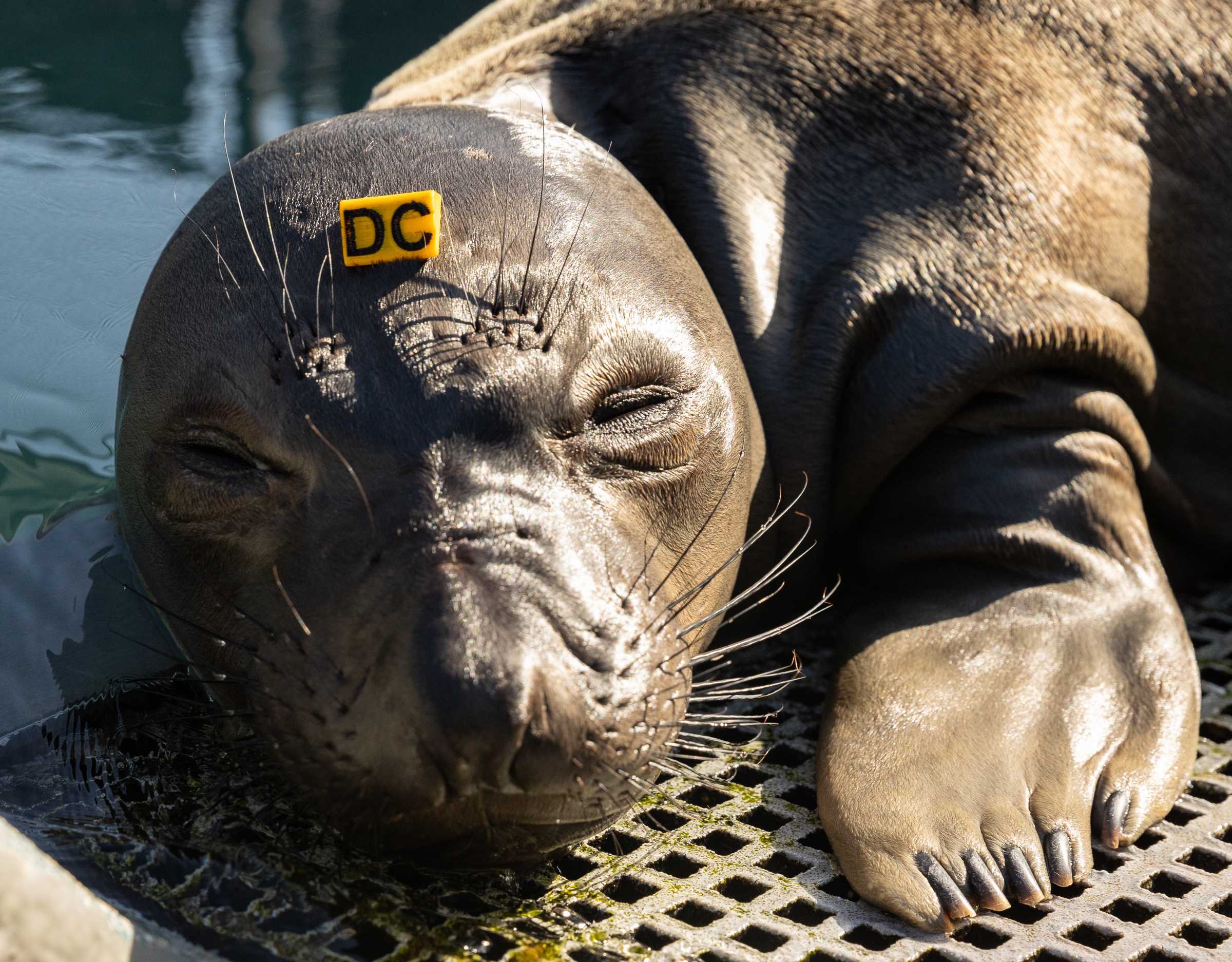 Sandworm | The Marine Mammal Center
