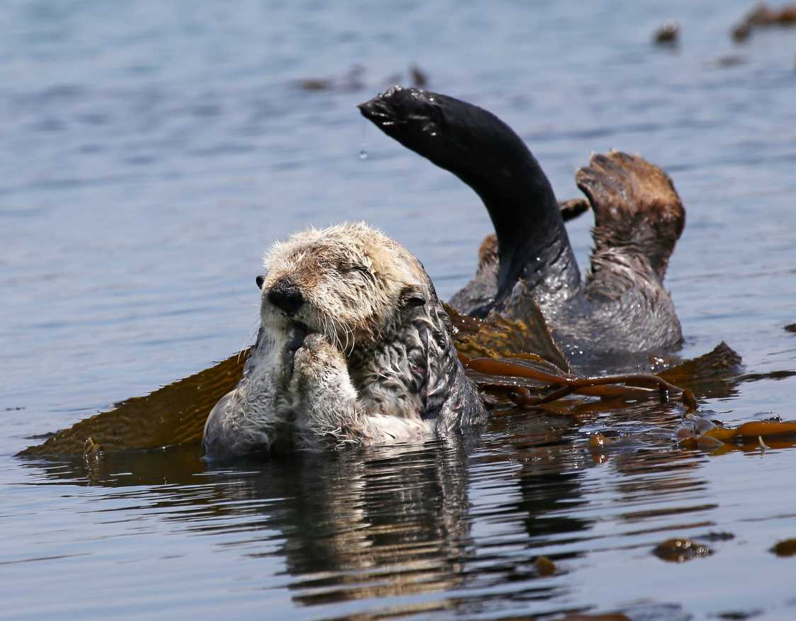 What Do Sea Otters Eat? And Other Otter Trivia | The Marine Mammal Center