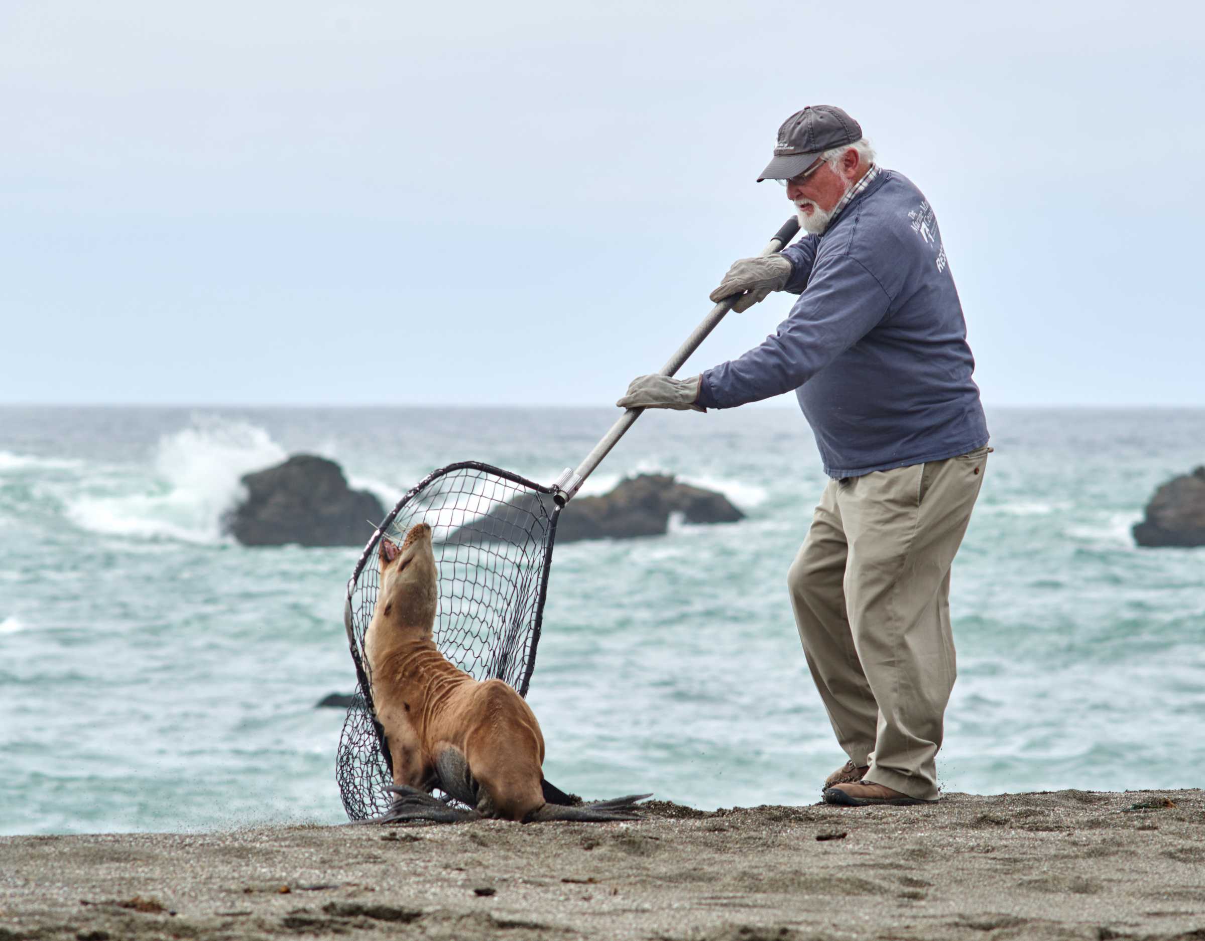 Why Do We Rescue? | The Marine Mammal Center
