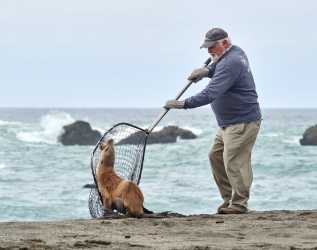 Why Do We Rescue? | The Marine Mammal Center