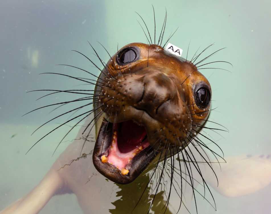 Adaptations of the Deep: Seal Whiskers and Eyes | The Marine Mammal Center