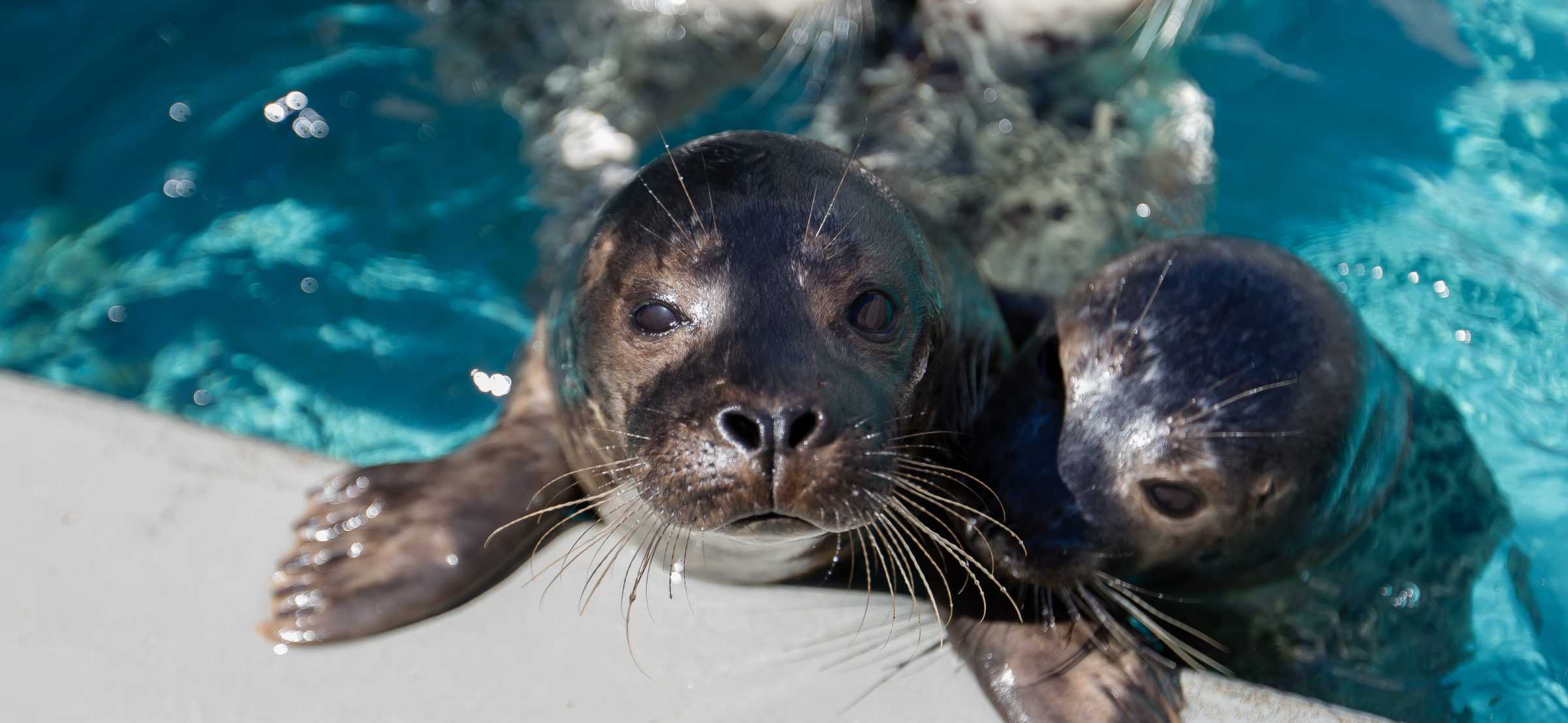 Help Save the Marine Mammal Protection Act | The Marine Mammal Center