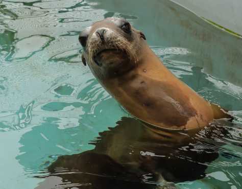 Pinnipeds | The Marine Mammal Center