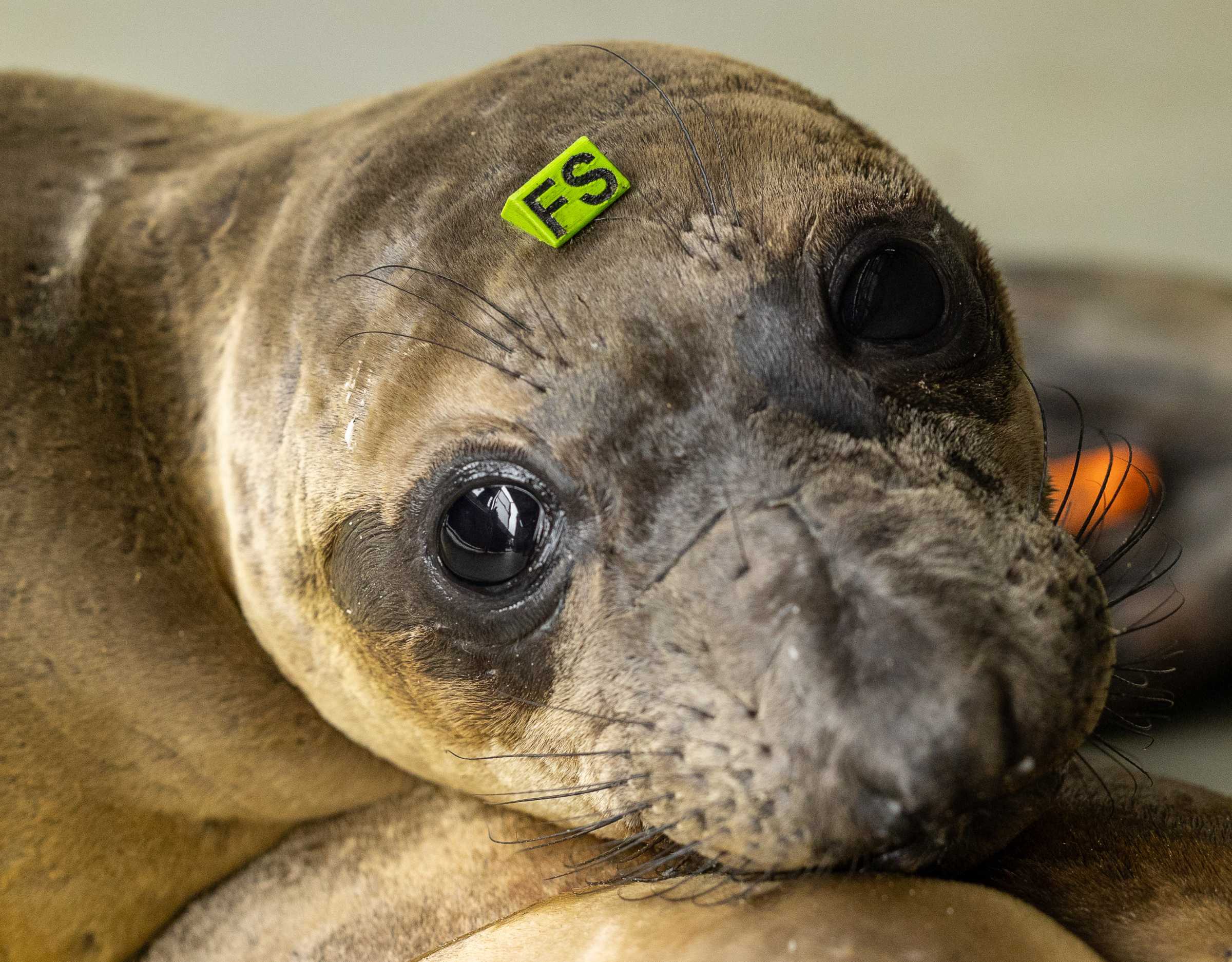 Googoo | The Marine Mammal Center