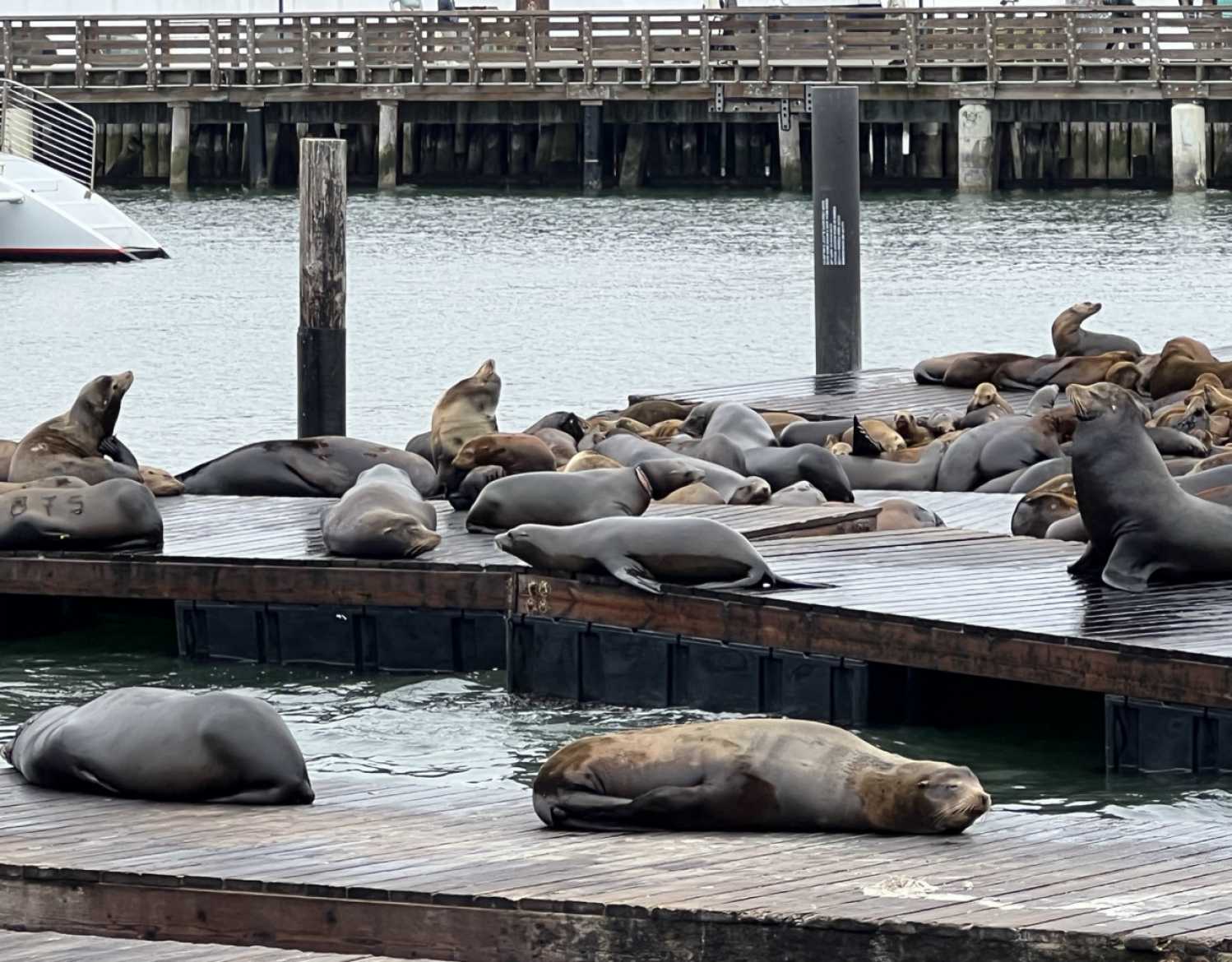 What it Takes to Rescue an Entangled Sea Lion | The Marine Mammal Center