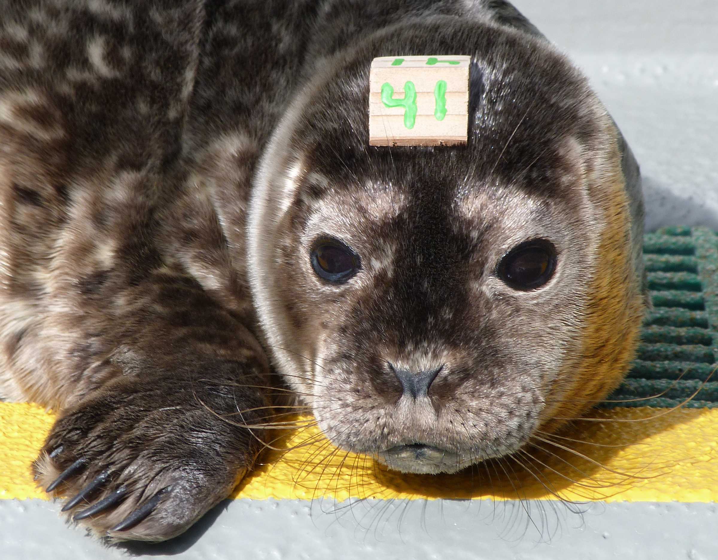 Mander | The Marine Mammal Center