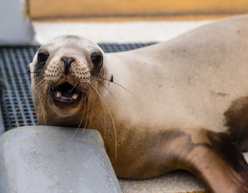 How Deep Do Elephant Seals Dive? And Other Ocean Trivia | The Marine ...