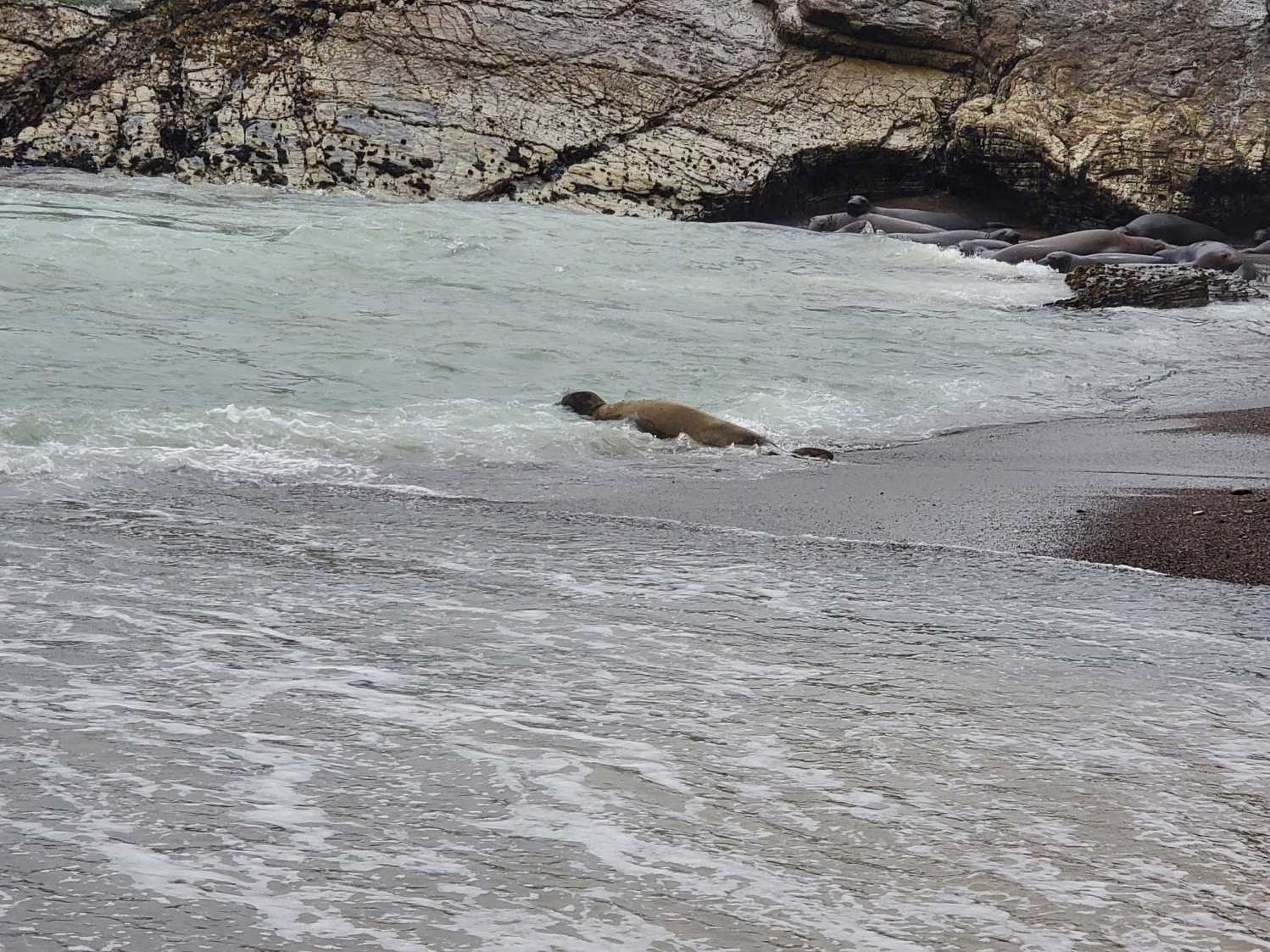 Life-Saving Disentanglement Frees Northern Elephant Seal Liddie from ...