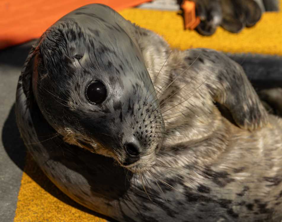 Randa | The Marine Mammal Center