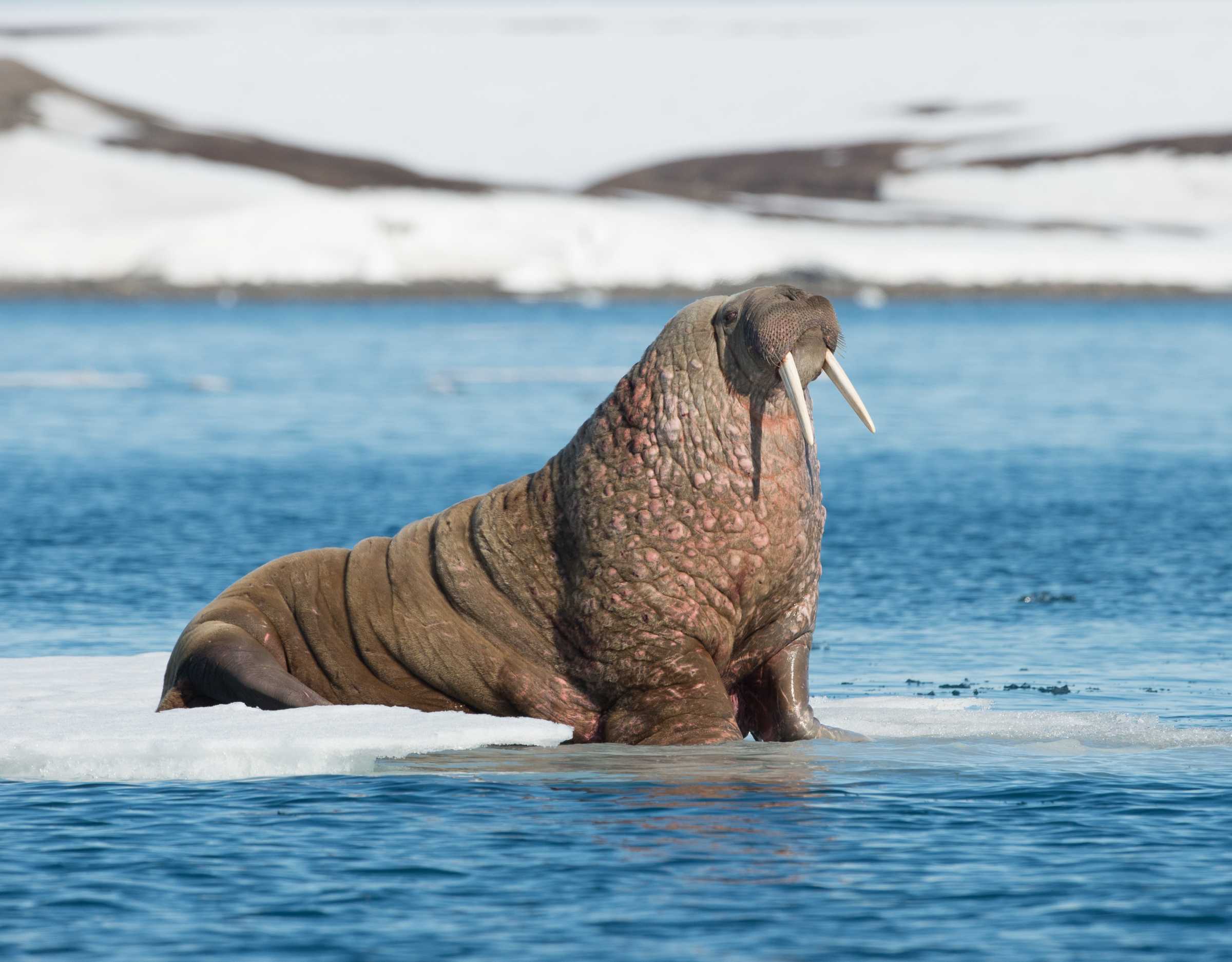 Arctic Adaptations | The Marine Mammal Center
