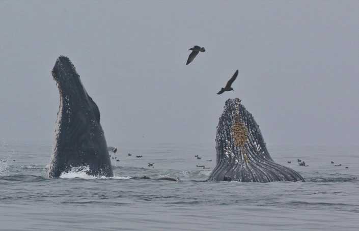 How To See the Gray Whale Migration and Help Save a Life | The Marine ...
