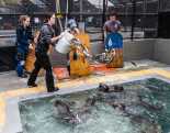 Pupping Season Spotlight: Caring for an Orphaned Harbor Seal Pup | The ...