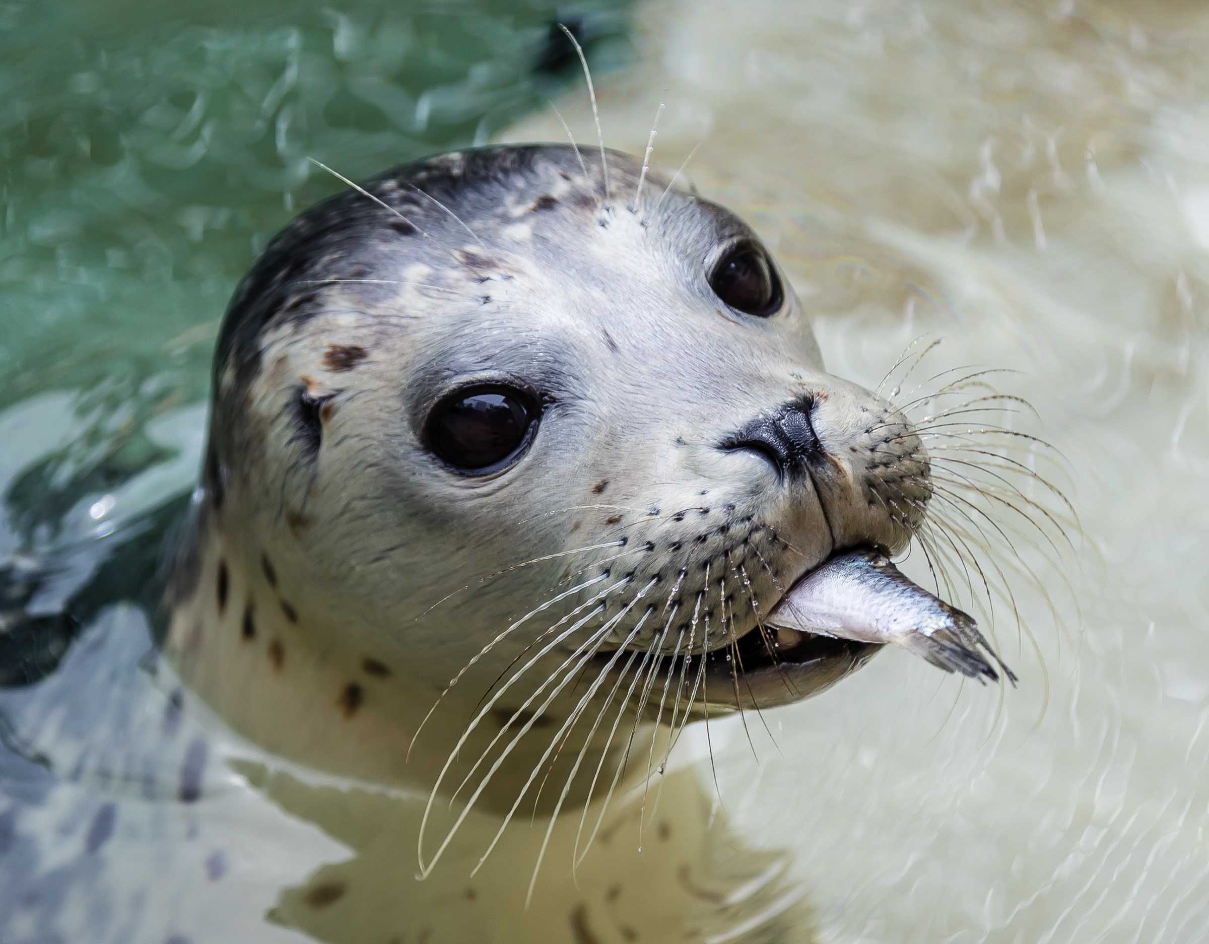 Woody | The Marine Mammal Center