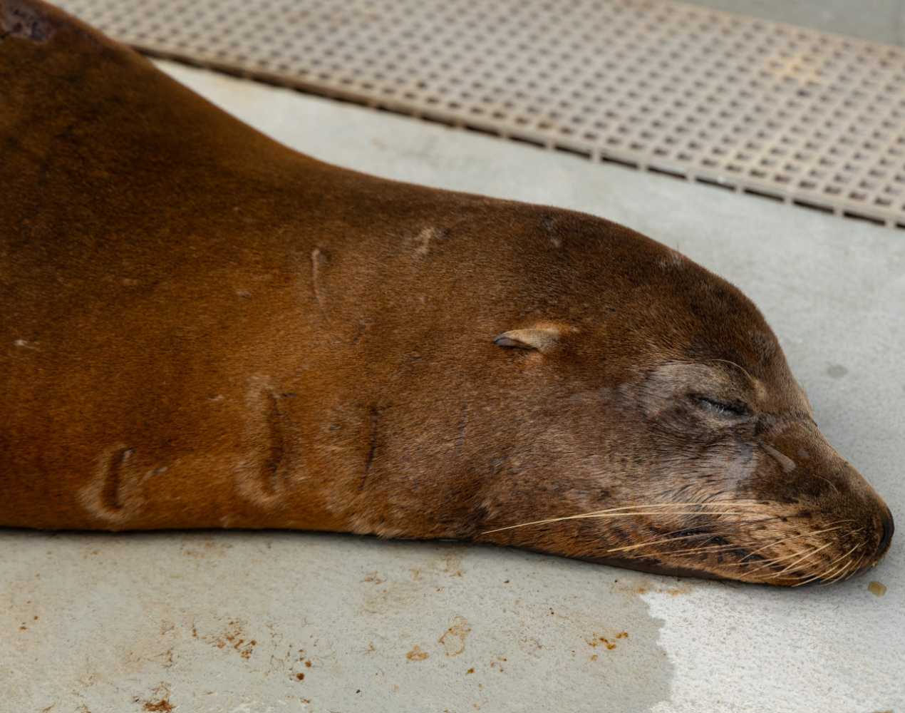 Sunbeam | The Marine Mammal Center