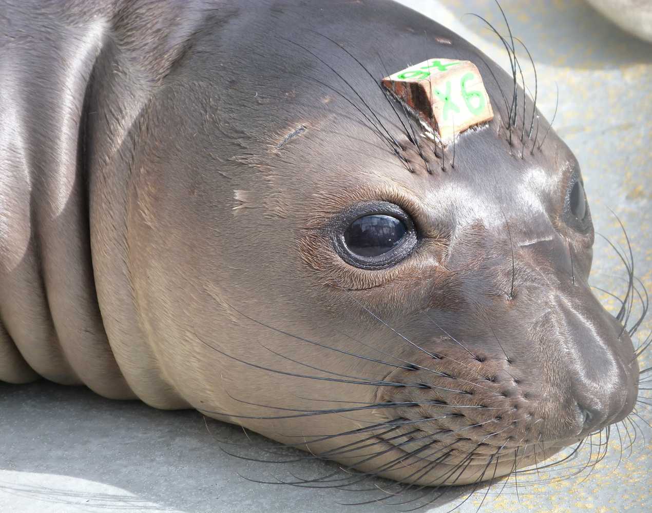 Igloo | The Marine Mammal Center