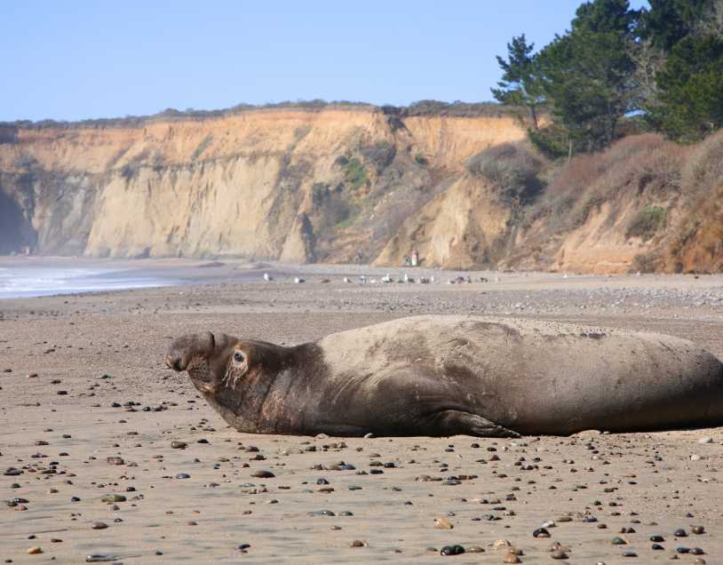 Pacific Harbor Seal | The Marine Mammal Center
