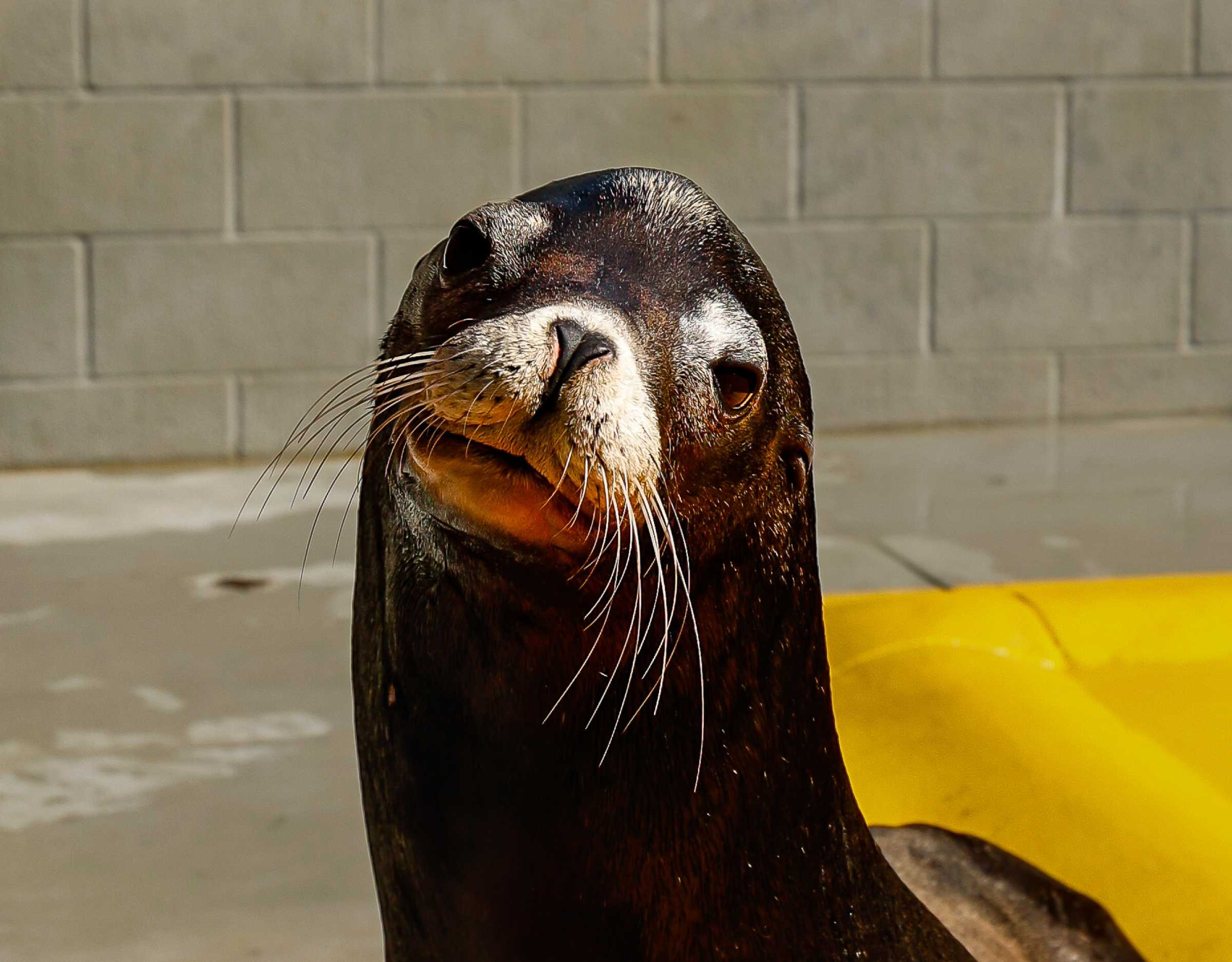 Sycamore | The Marine Mammal Center