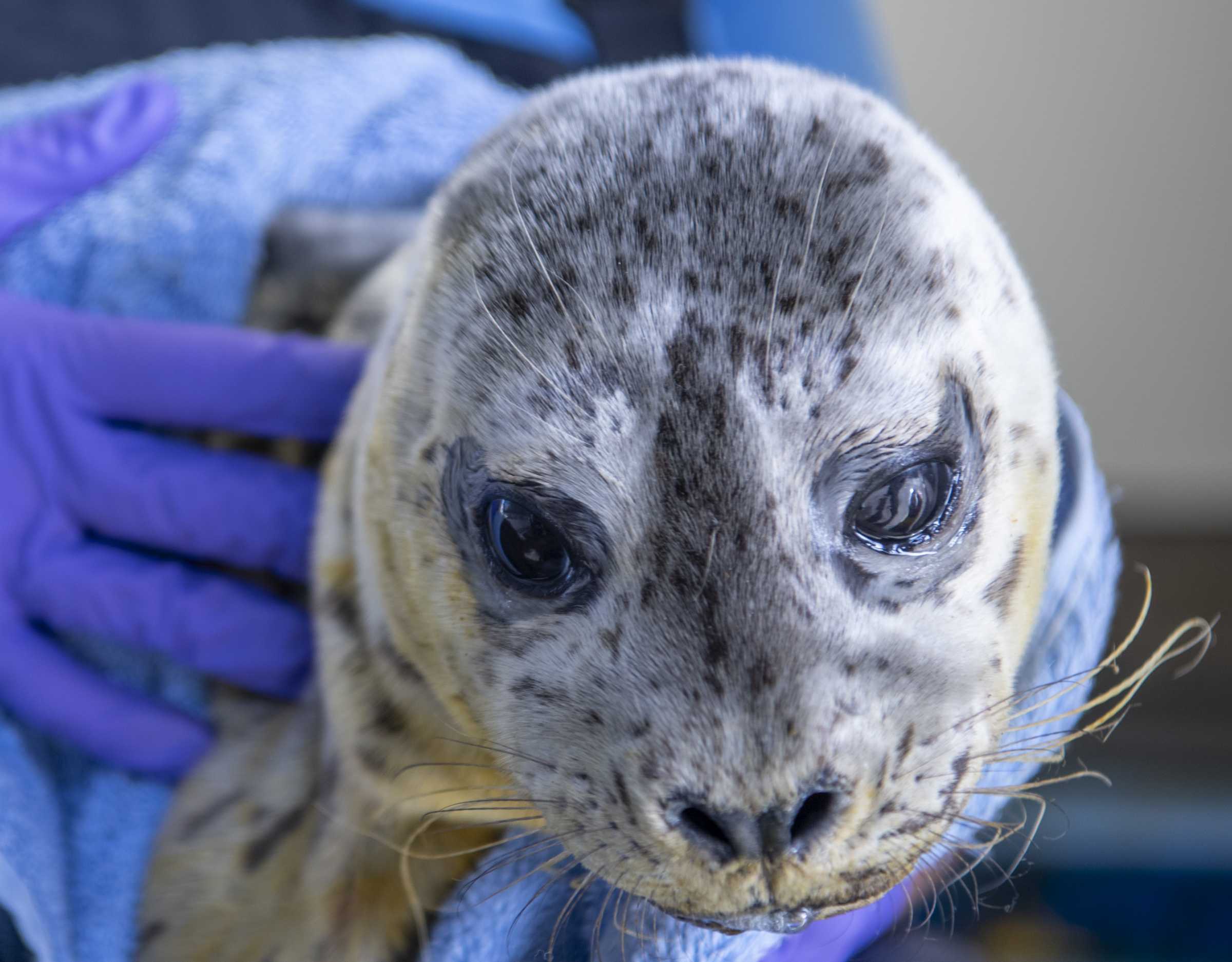 Optimist | The Marine Mammal Center
