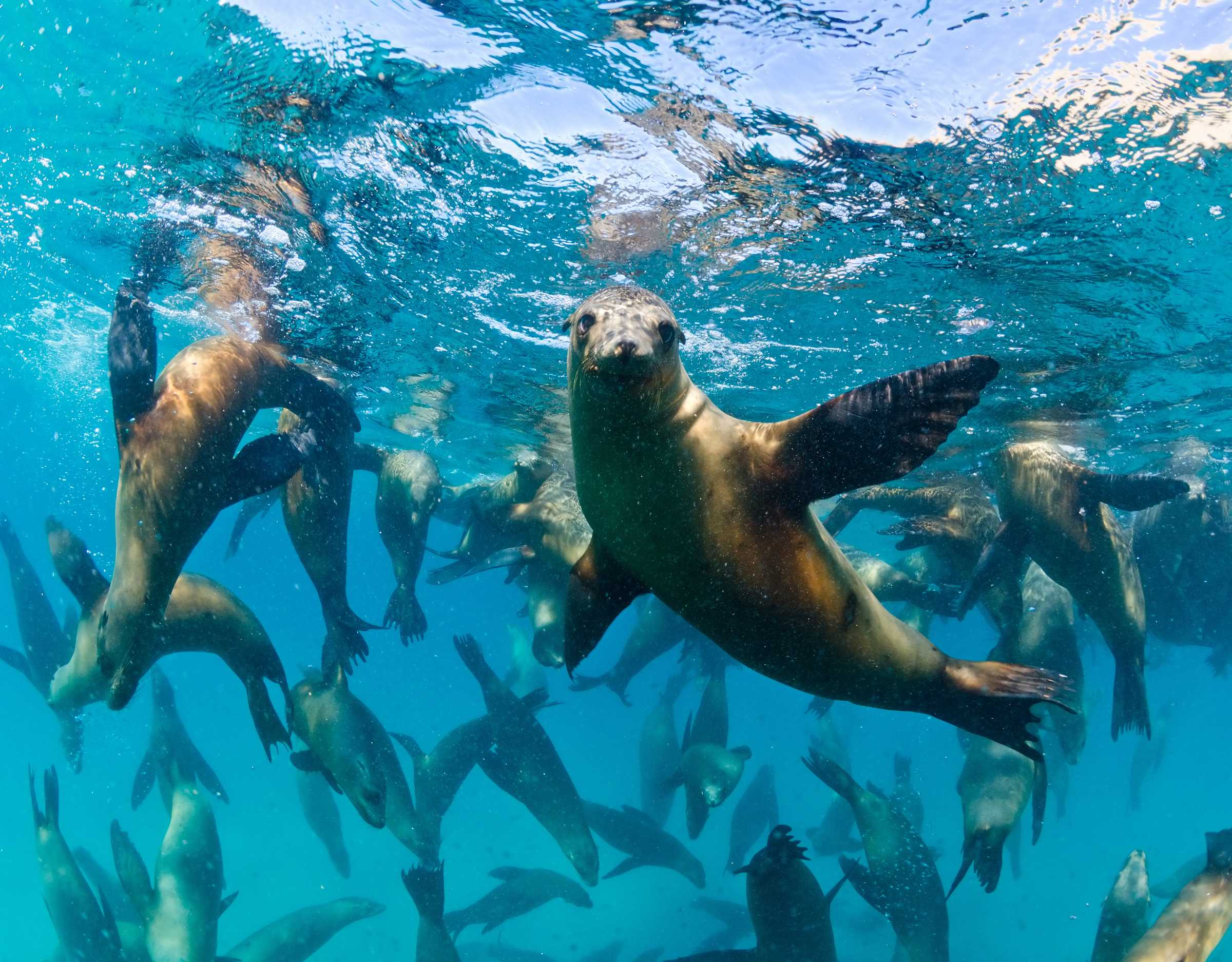 bioGraphic: Cancer at Sea | The Marine Mammal Center
