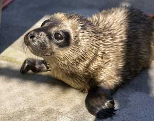 Pupping Season Spotlight: Caring for an Orphaned Harbor Seal Pup | The ...