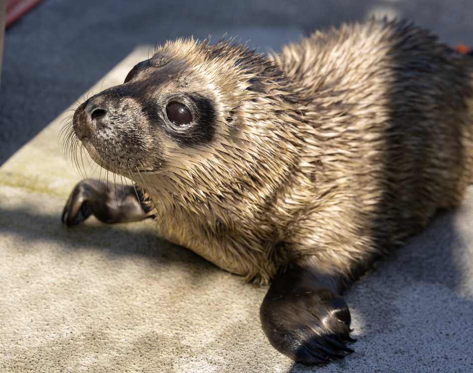 Pupping Season Spotlight: Caring for an Orphaned Harbor Seal Pup | The ...