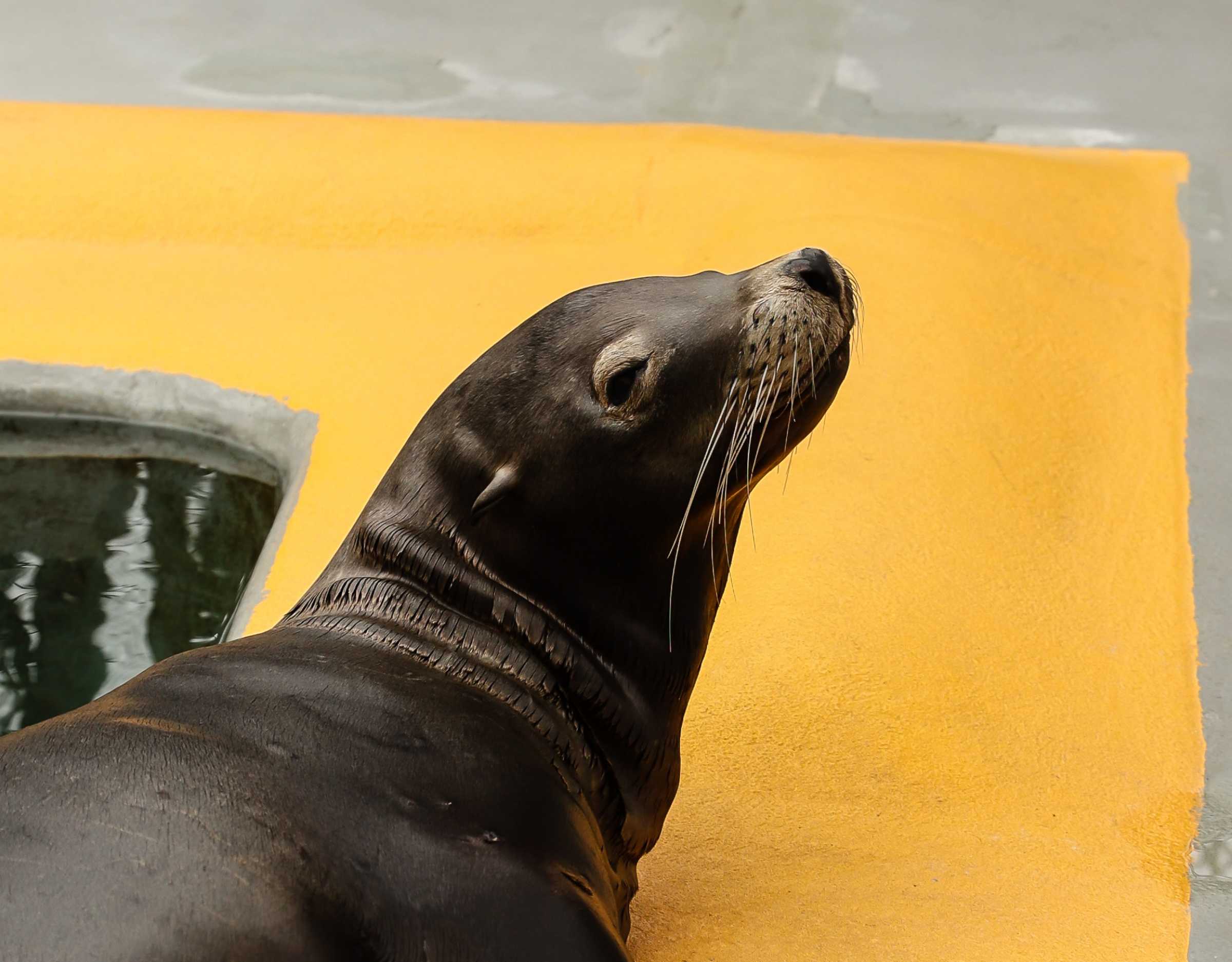 Ratzo | The Marine Mammal Center